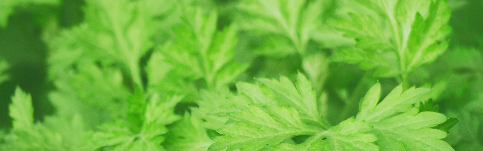 コラム | 埼玉県所沢のエステならYOSAPARK pua anela 所沢店